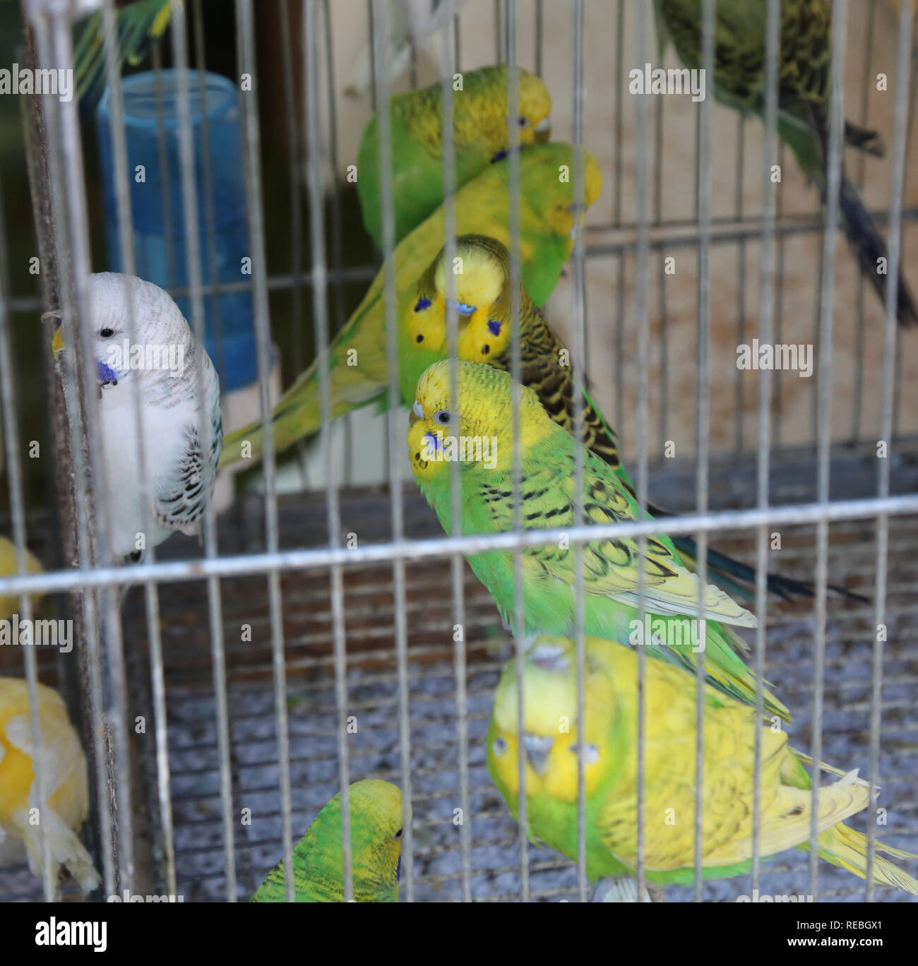many green and yellow parrots in a cage in a pet shop Stock Photo - Alamy