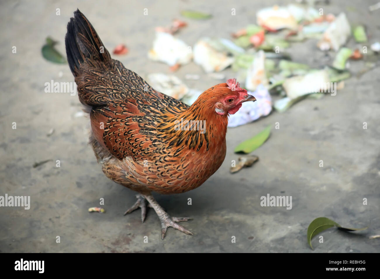 Hen image hd hi-res stock photography and images - Alamy