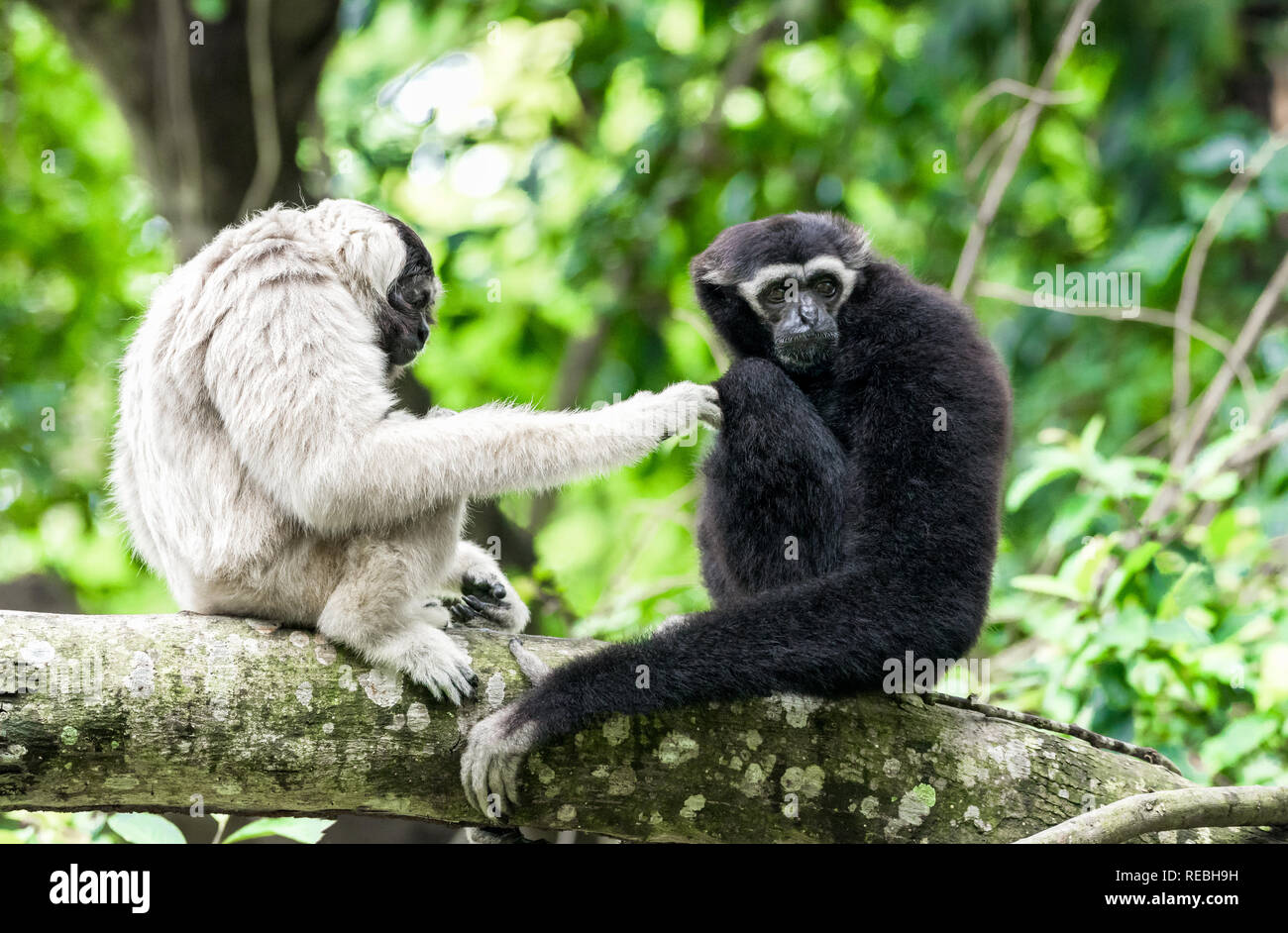 Monkeys playing on tree hi-res stock photography and images - Alamy