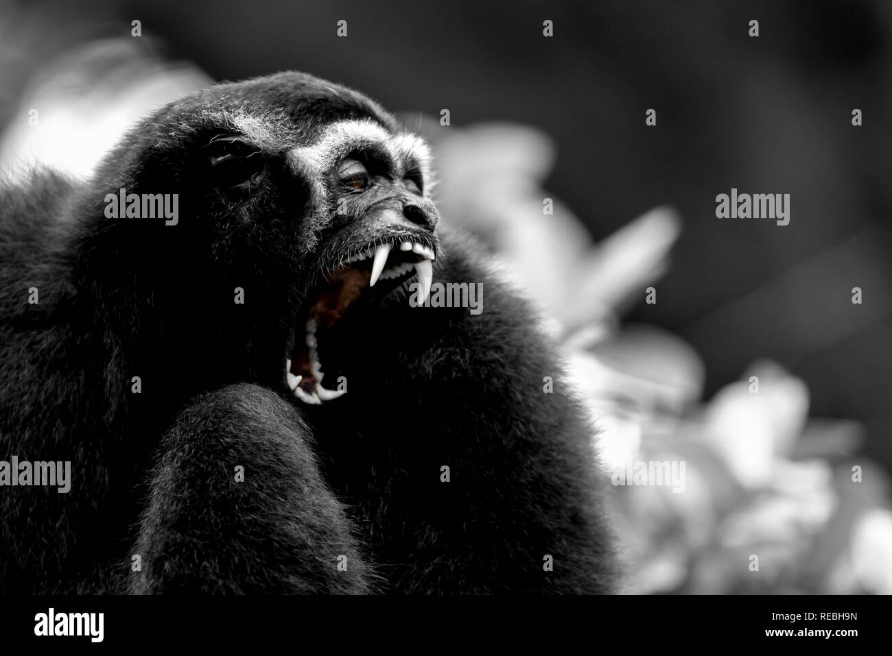 Monkey is threatening the enemy. Filter effect style Stock Photo - Alamy