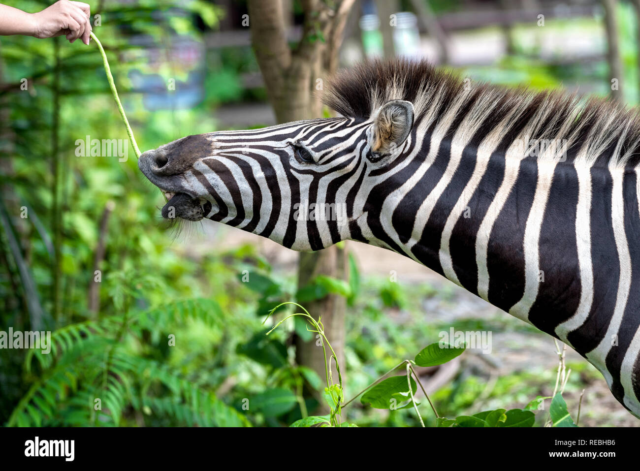 Hair patterns hi-res stock photography and images - Alamy
