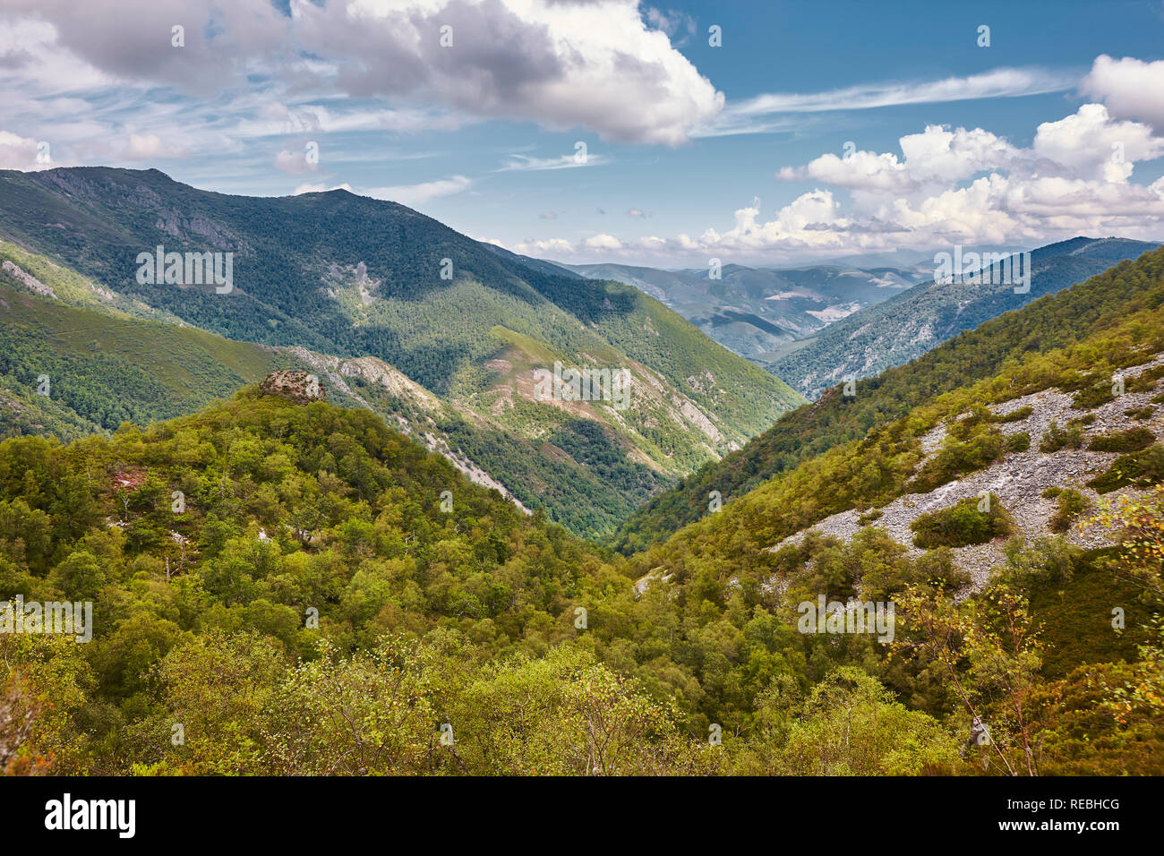 Oak tree forest landscape in Asturias. Muniellos natural park. Spain ...