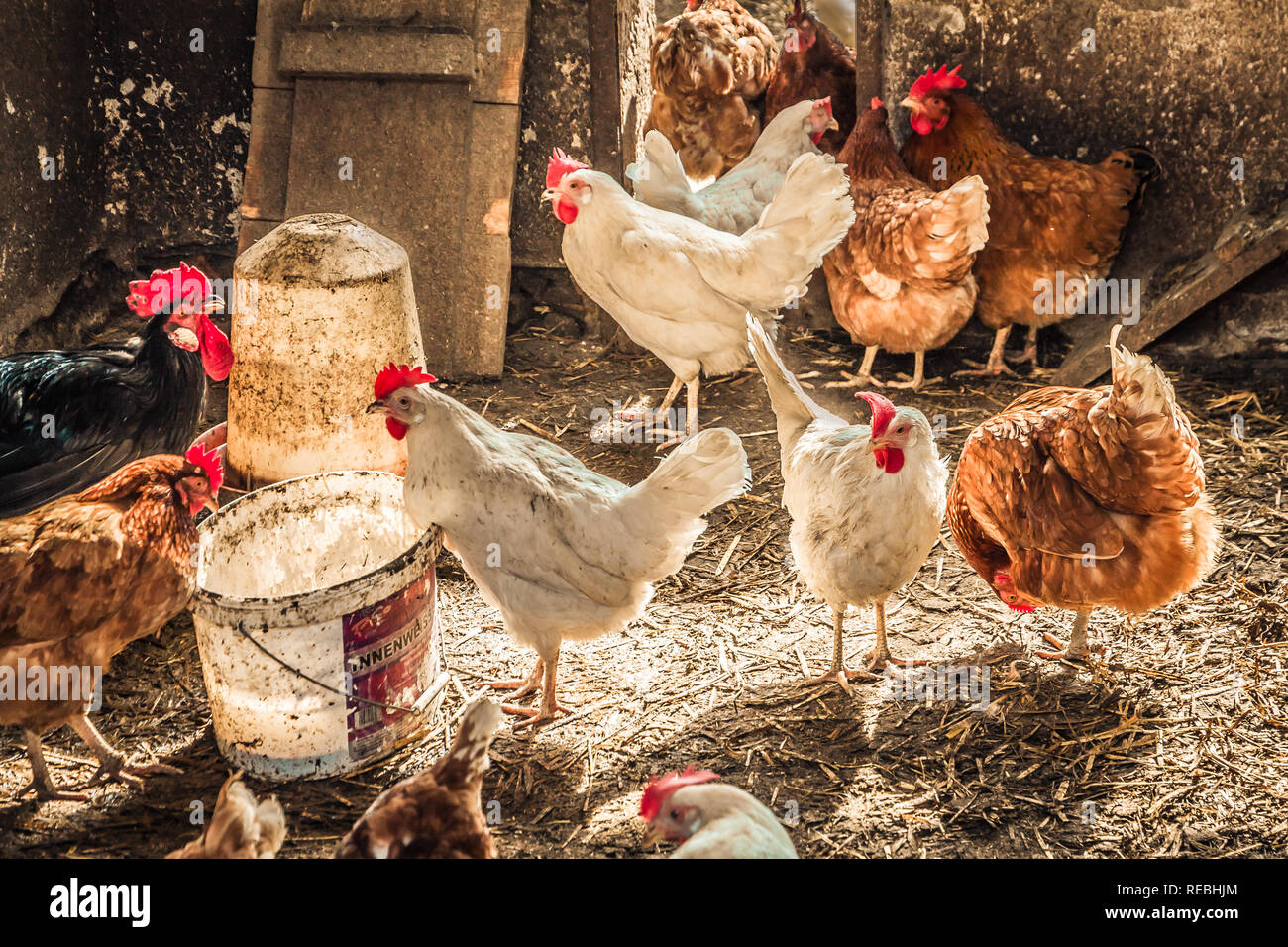 The farm with chicken Stock Photo - Alamy