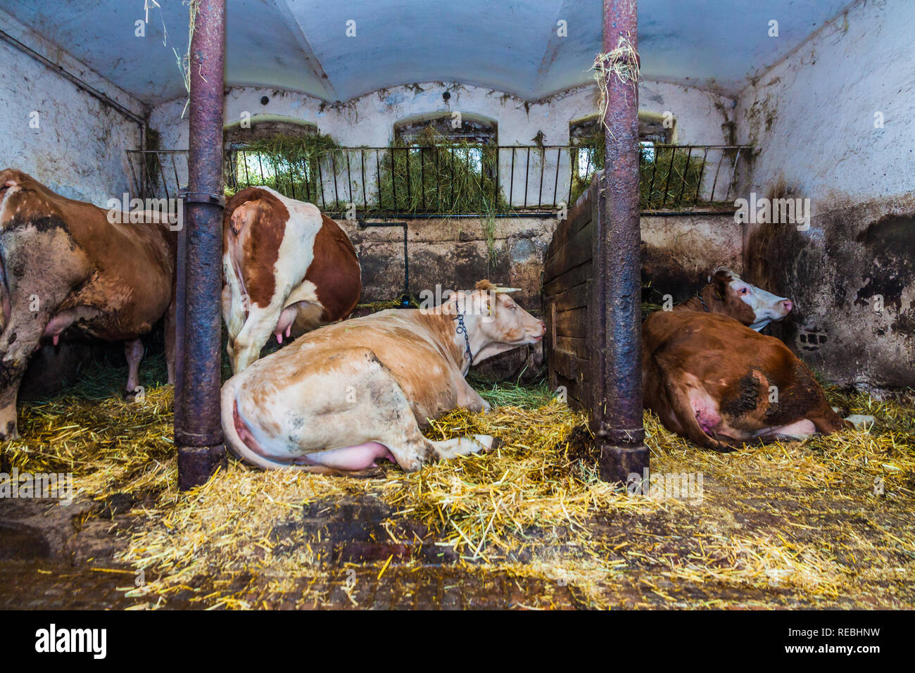 Farmer with hay and cows hi-res stock photography and images - Alamy