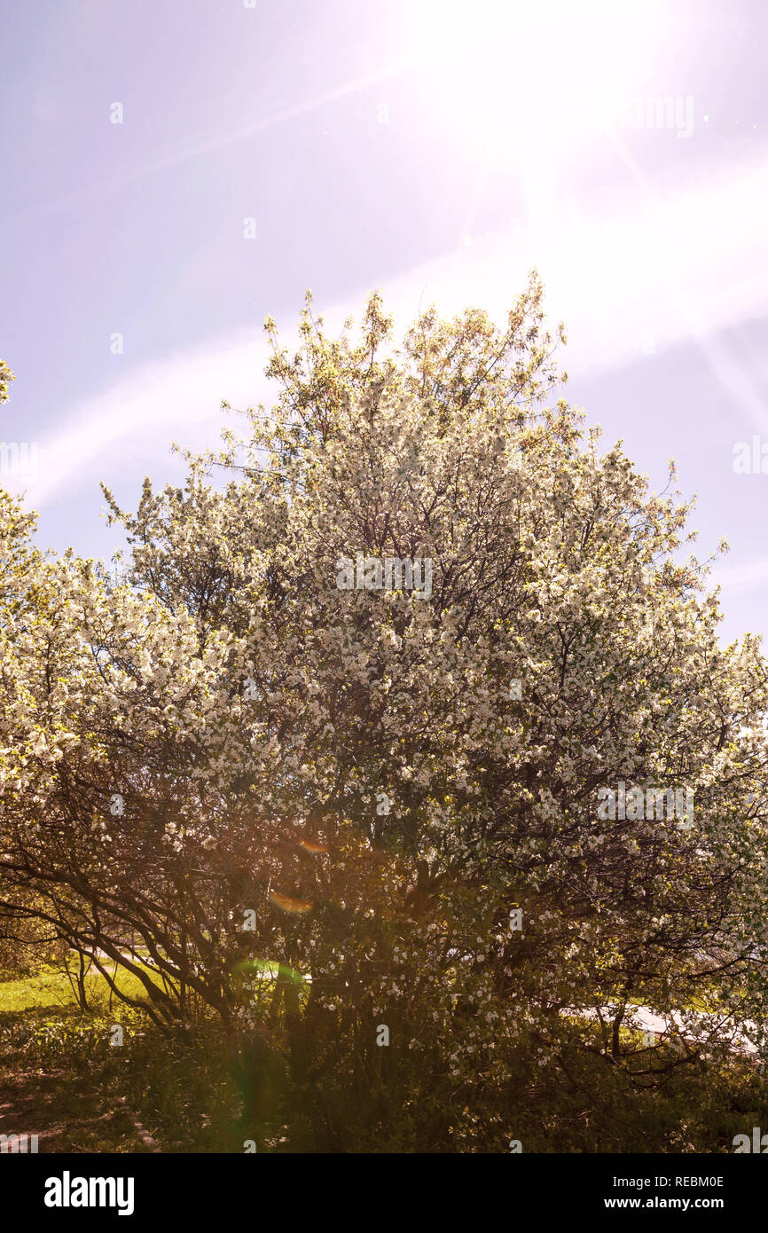 Cherry blossom trees in spring for background or copy space for text ...