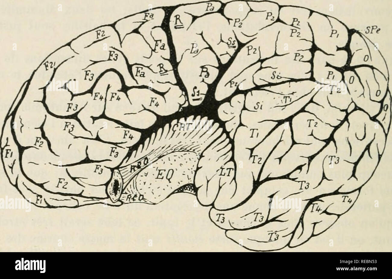 Scissures hi-res stock photography and images - Alamy