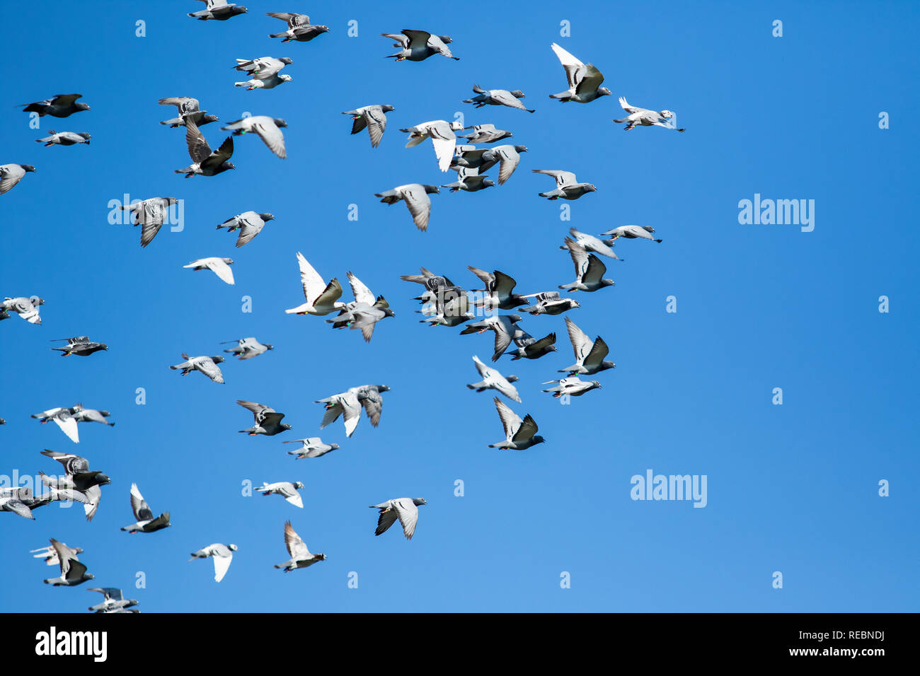 flock of speed racing pigeon bird flying against clear blue sky Stock ...