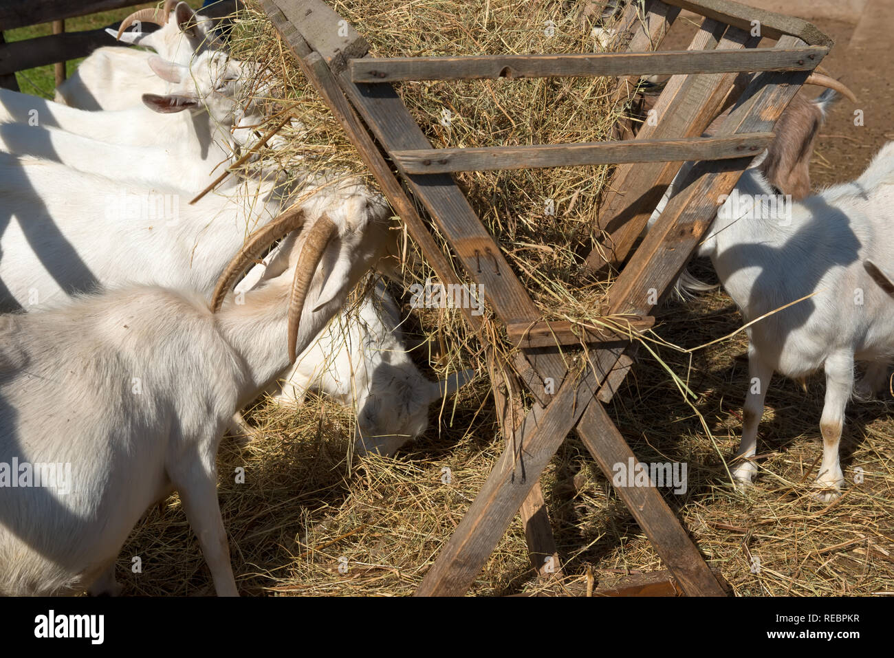 Goats eating feed on a farm on a sunny summer day Stock Photo - Alamy