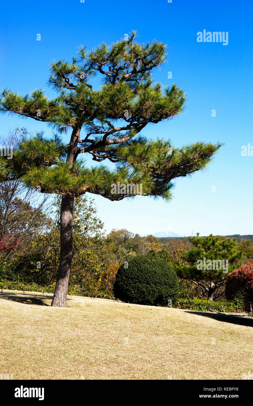 Japanese landscape garden with pine tree and mountain view Stock Photo ...