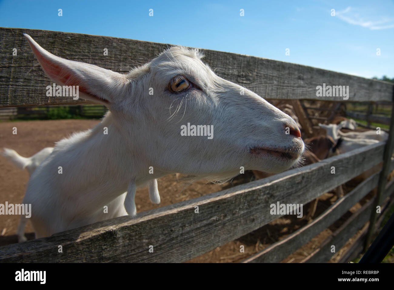 Curious goat dreamily looks at the blue sky from the paddock Stock ...