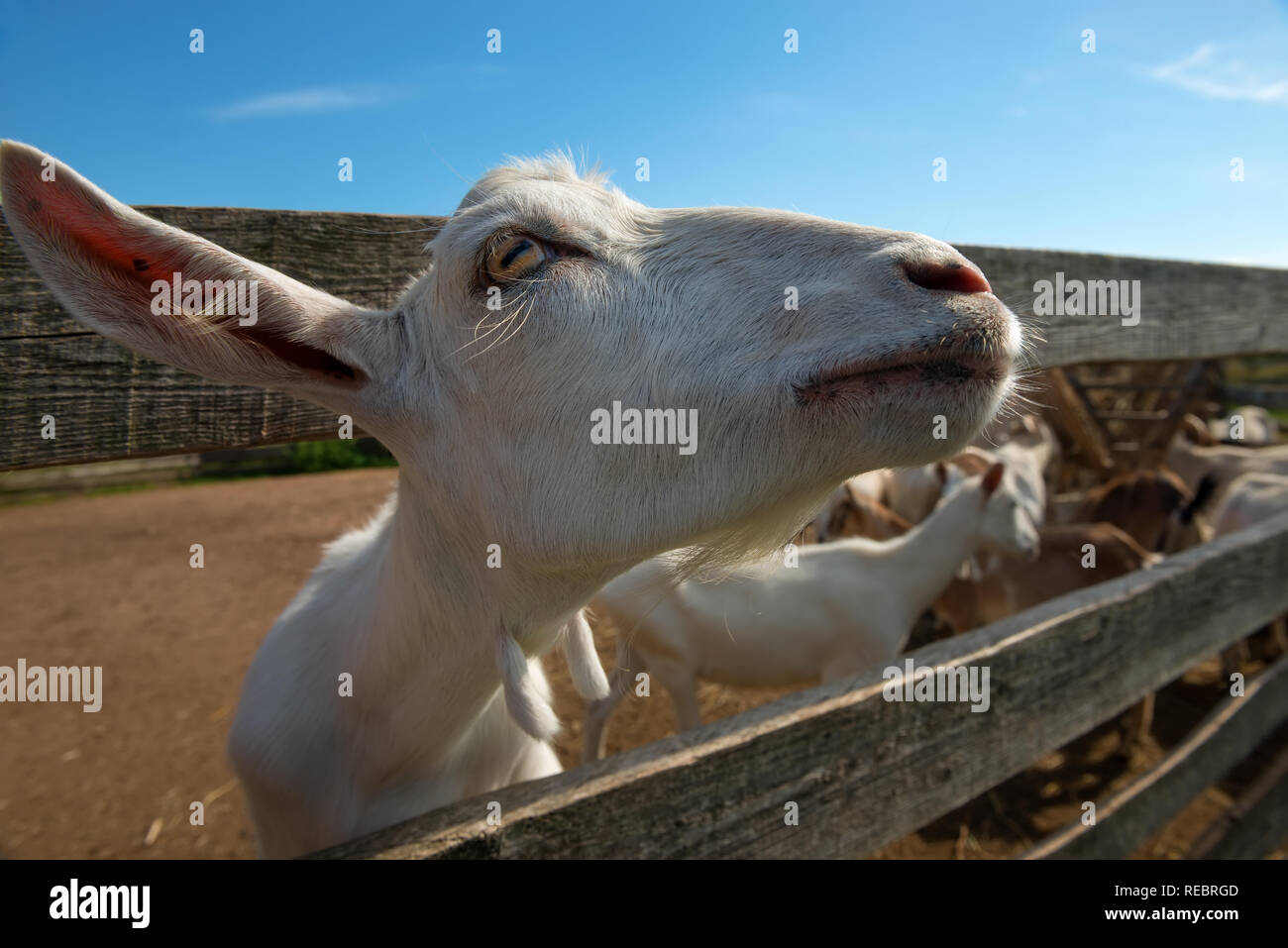 Curious goat dreamily looks at the blue sky from the paddock Stock ...