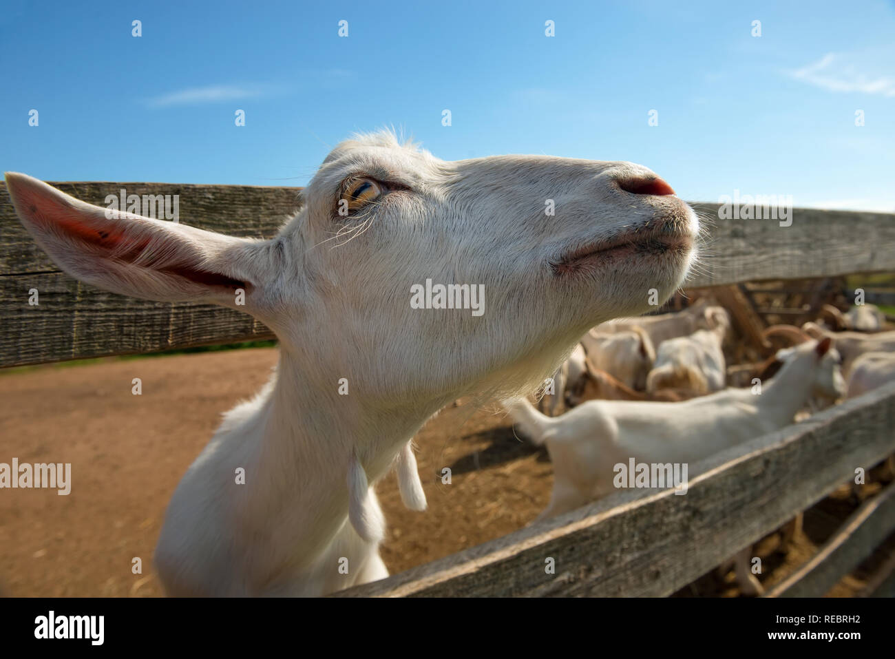 Curious goat dreamily looks at the blue sky from the paddock Stock ...