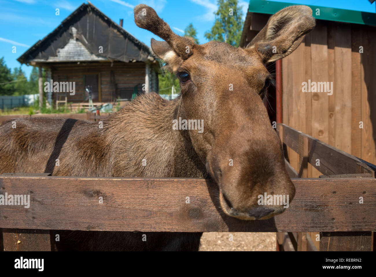 Moose breeding hi-res stock photography and images - Alamy