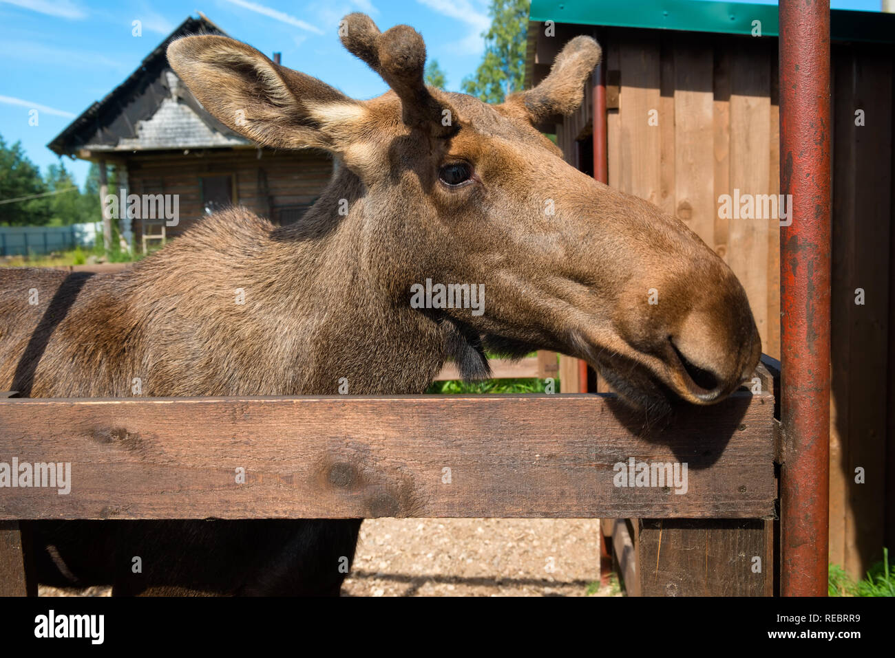 Hoof and moose hi-res stock photography and images - Alamy