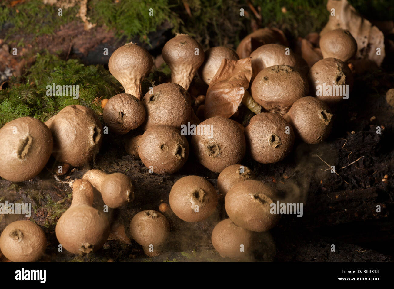 Fungus puffball spores reproduction hi-res stock photography and images ...