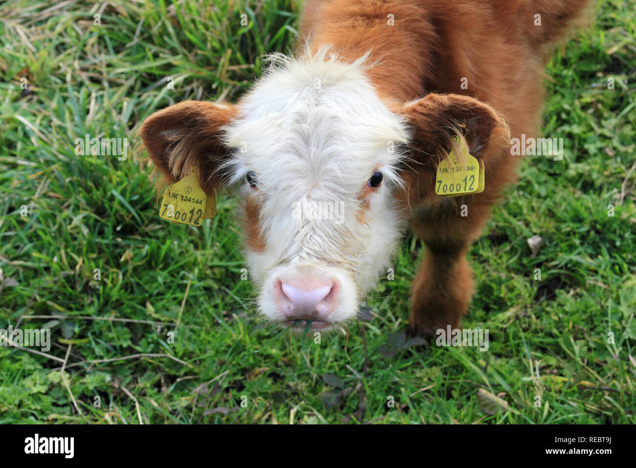 Hereford cross Highland Cattle calf Stock Photo - Alamy