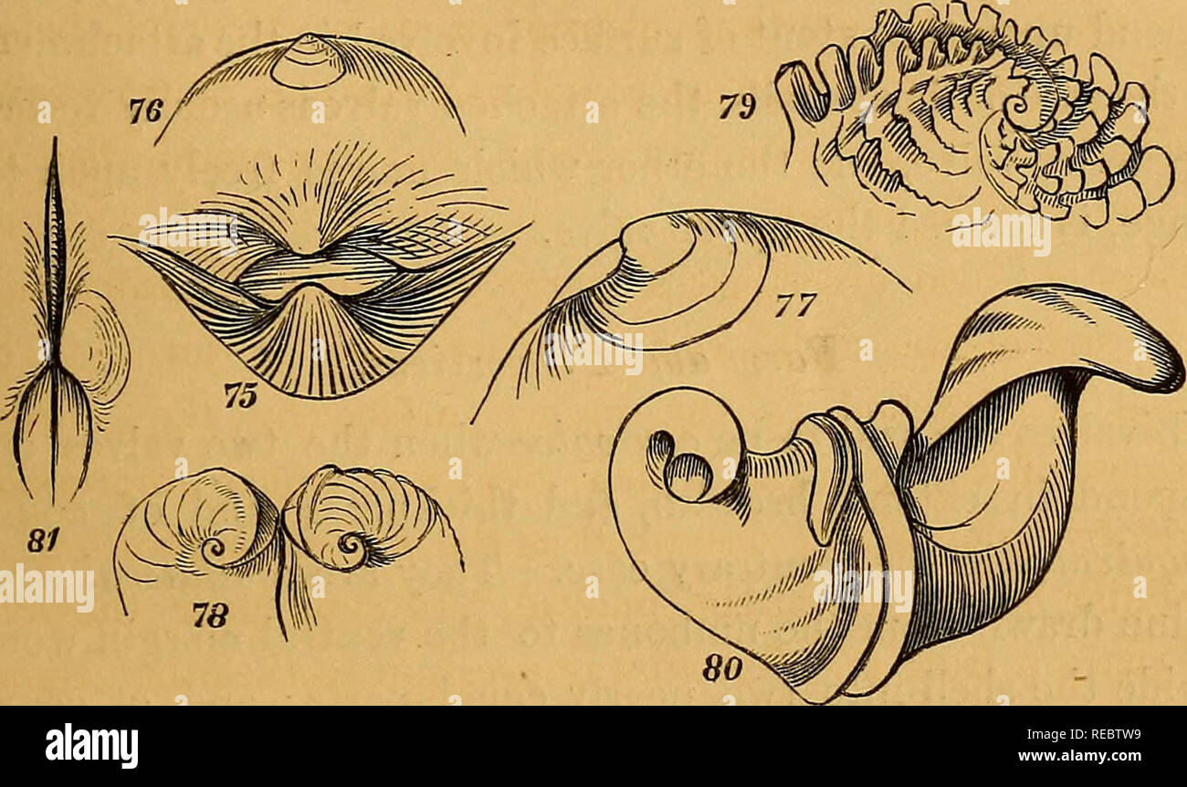 . A conchological manual. Shells. INTRODUCTION. 37 Umhones, These are ...