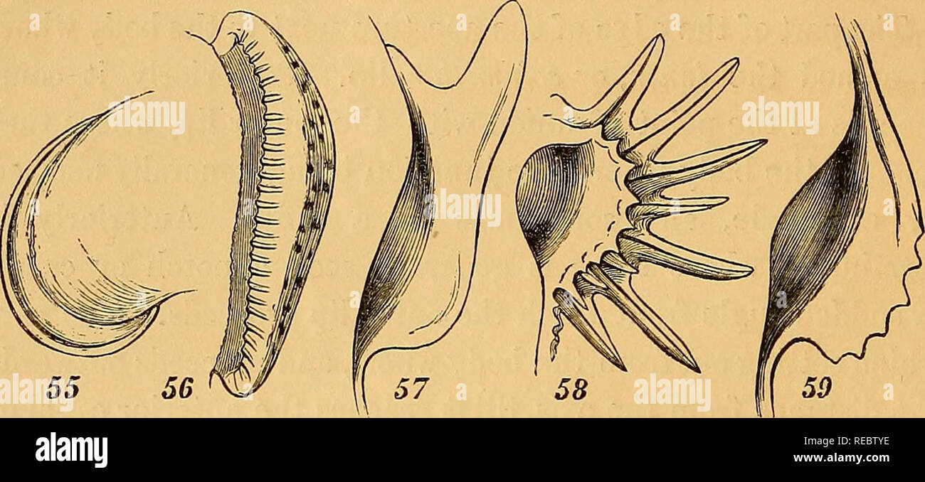 . A conchological manual. Shells. 28 INTRODUCTION. Outer Lips.. Fig ...