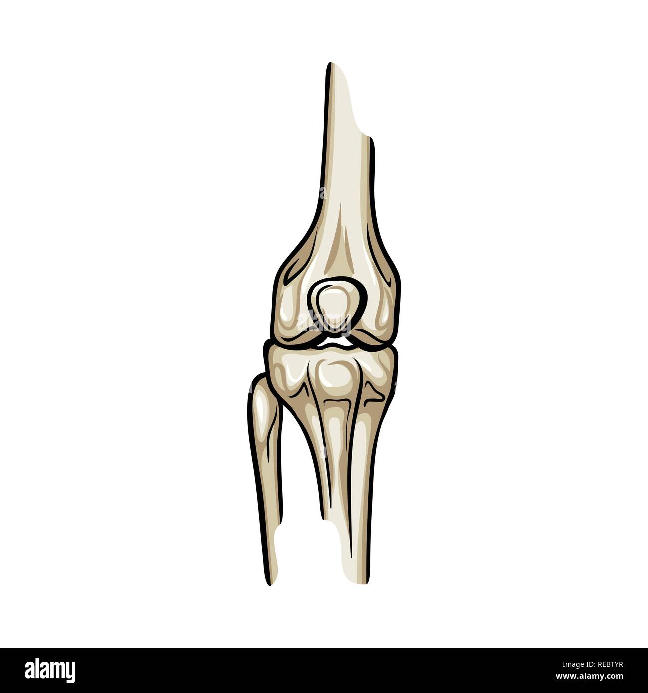 femur,bony,leg,knee,tibia,fibula,joint,movement,injury,pain,bone ...