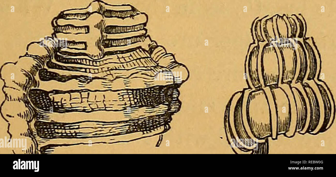 . A conchological manual. Shells. INTRODUCTION. 25 Varices. Varices are ...