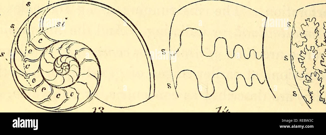 . A conchological manual. Shells. 16 INTRODUCTION, Septa, The septa are ...