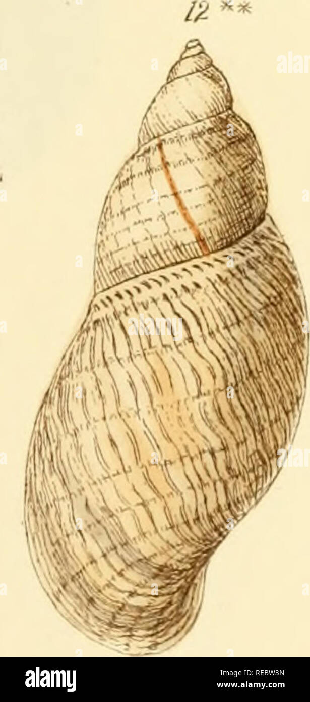 . The conchological illustrations. Shells; Shells. }3. Please note that ...