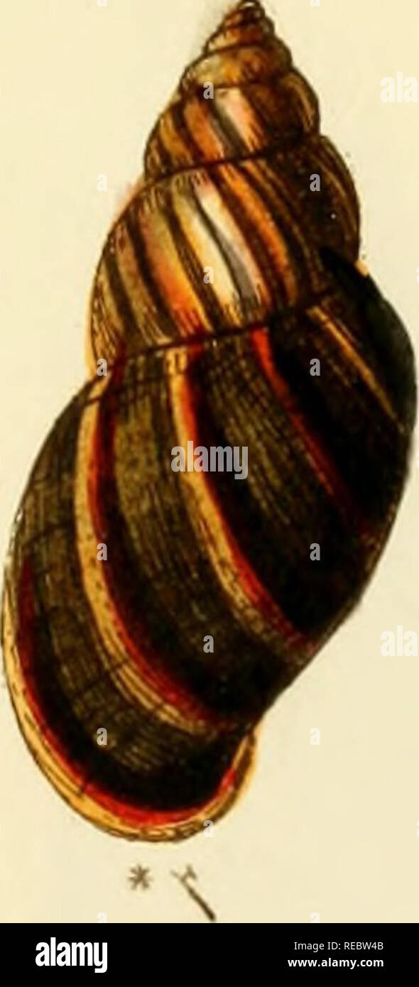 . The conchological illustrations. Shells; Shells. . Please note that ...