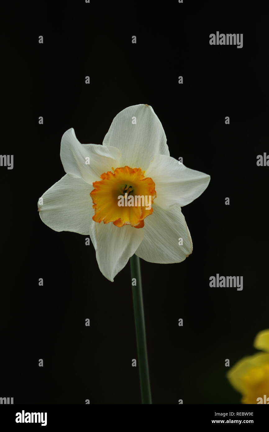 White propeller hi-res stock photography and images - Alamy