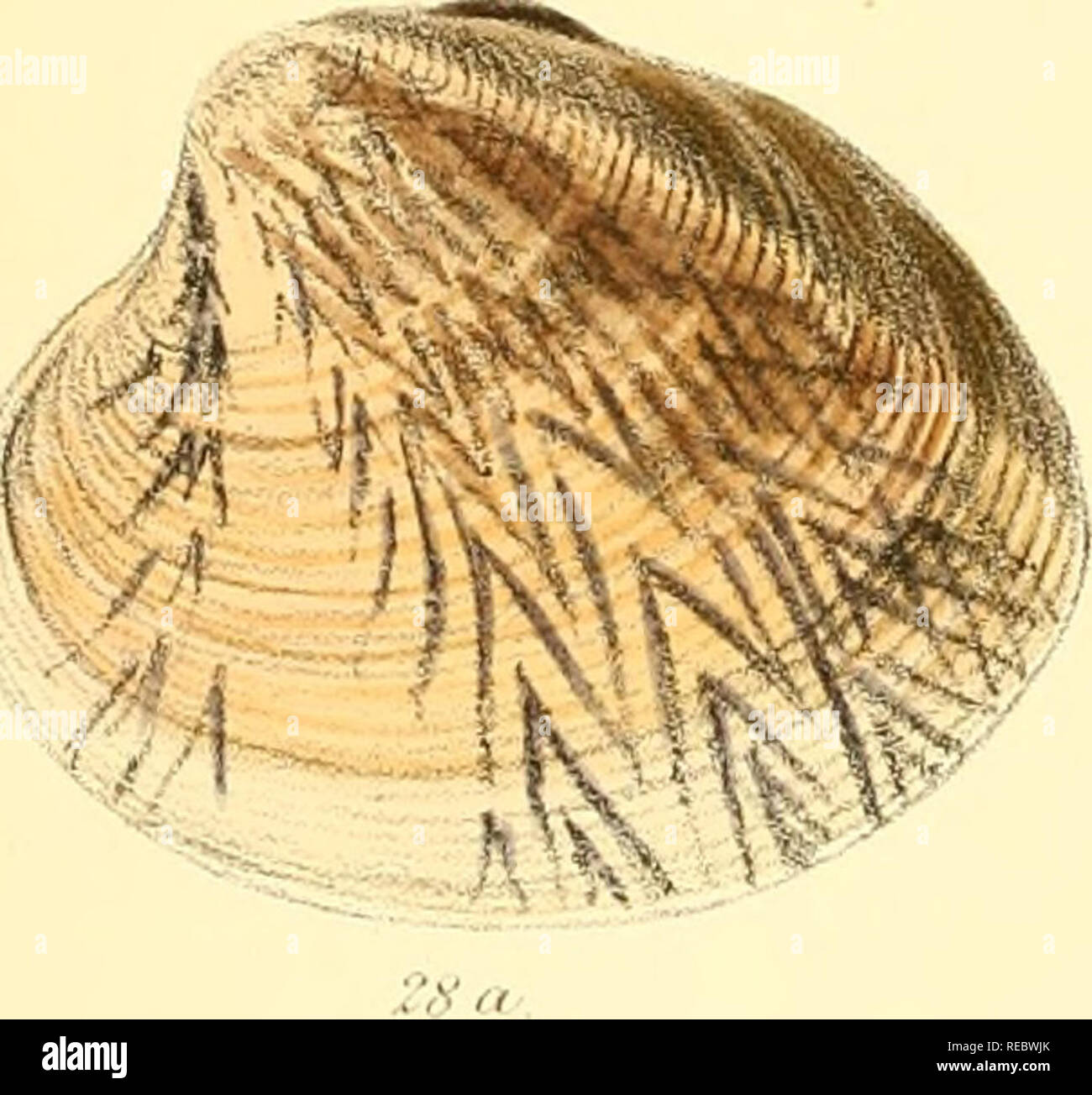 . Conchologia iconica, or, Illustrations of the shells of molluscous ...