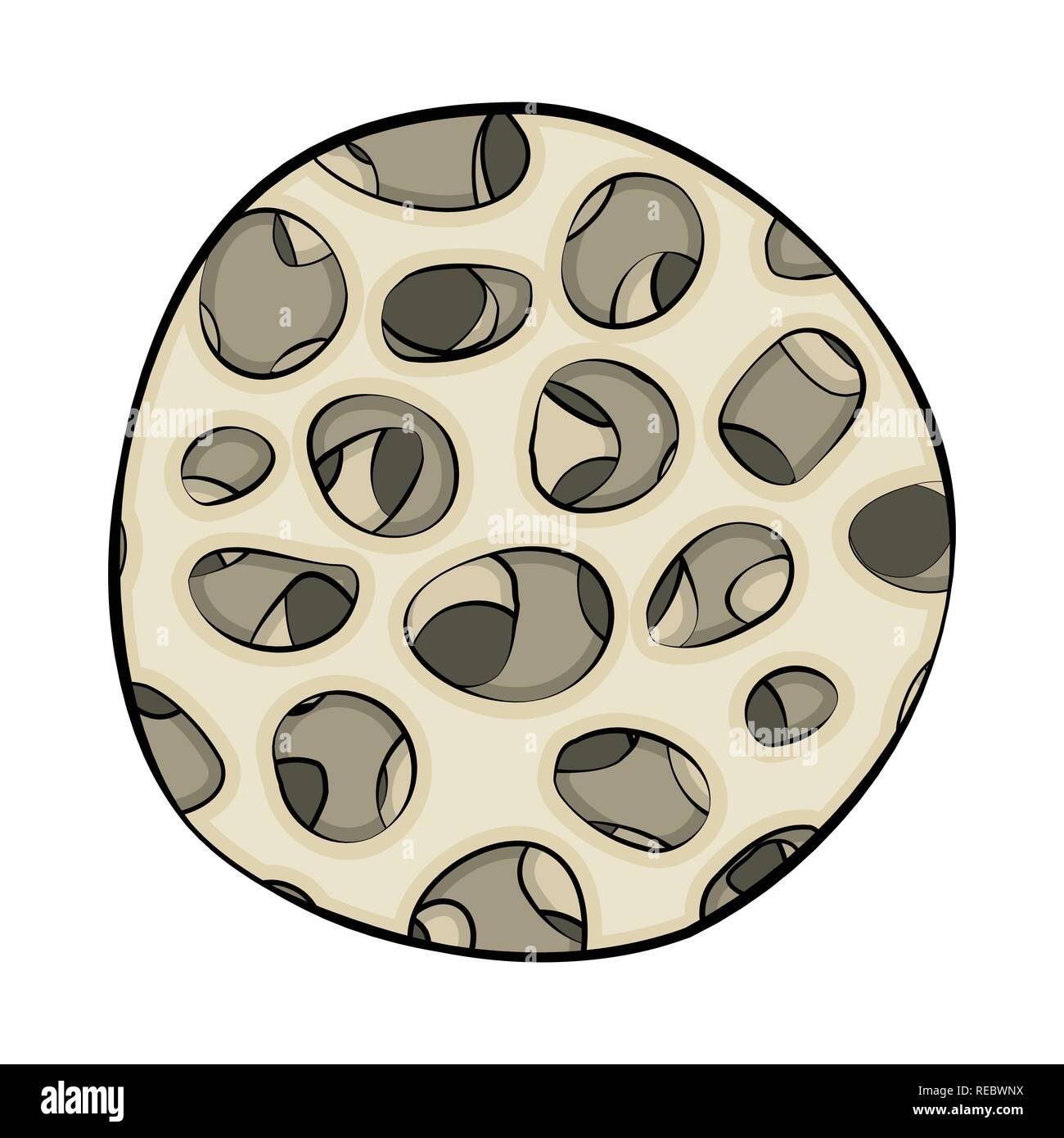 fiber,healthy,scientific,muscle,epithelium,epidermis,tendon,cell,tissue ...