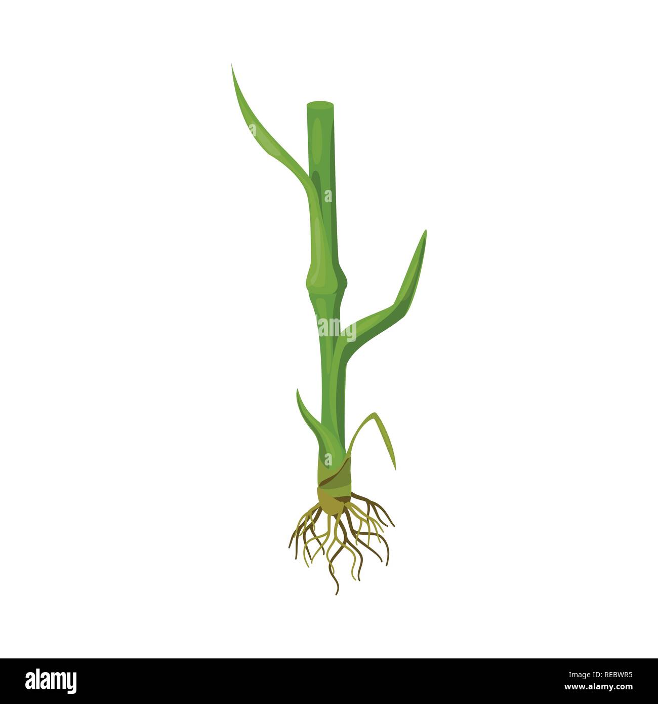 stem,root,soil,seed,grow,cycle,growth,leaves,green,wheat,corn,grain ...