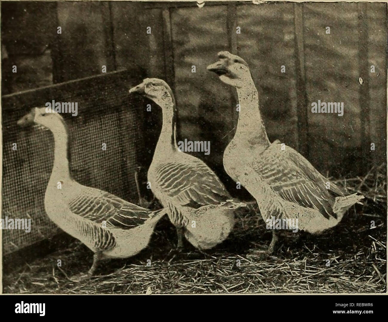 Embden cross geese hi-res stock photography and images - Alamy