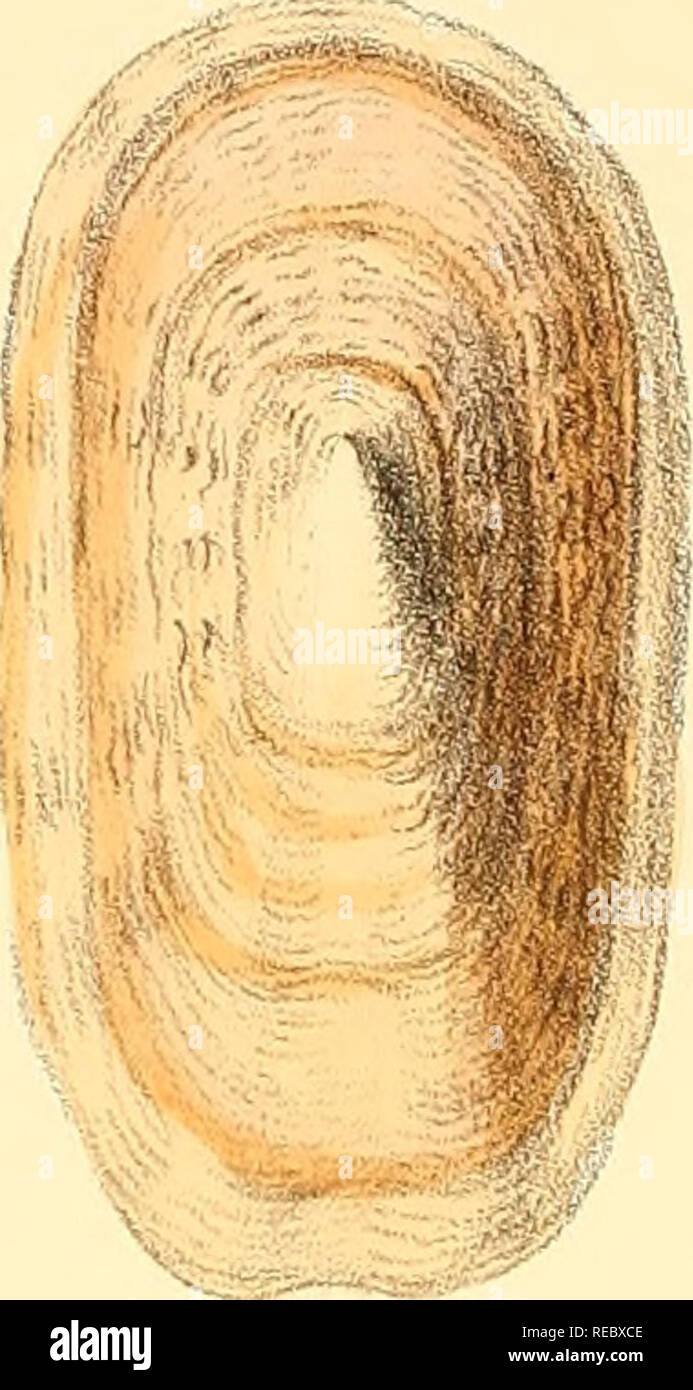 . Conchologia iconica, or, Illustrations of the shells of molluscous ...