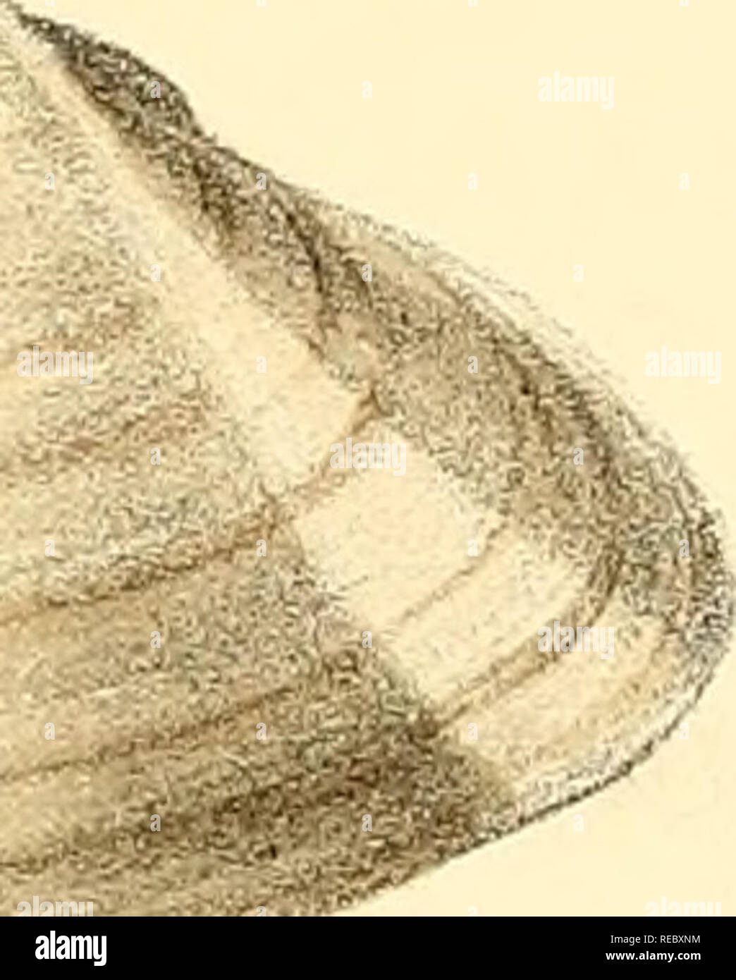 188 shells hi-res stock photography and images - Alamy