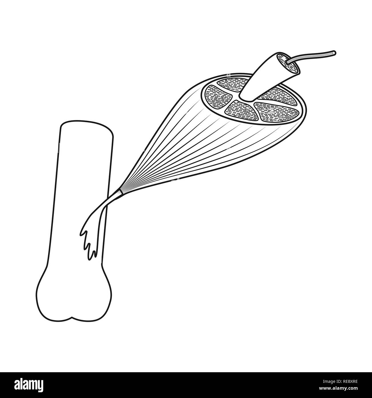 system,actin,myosin,cell,contraction,striated,filaments,movement,muscle ...