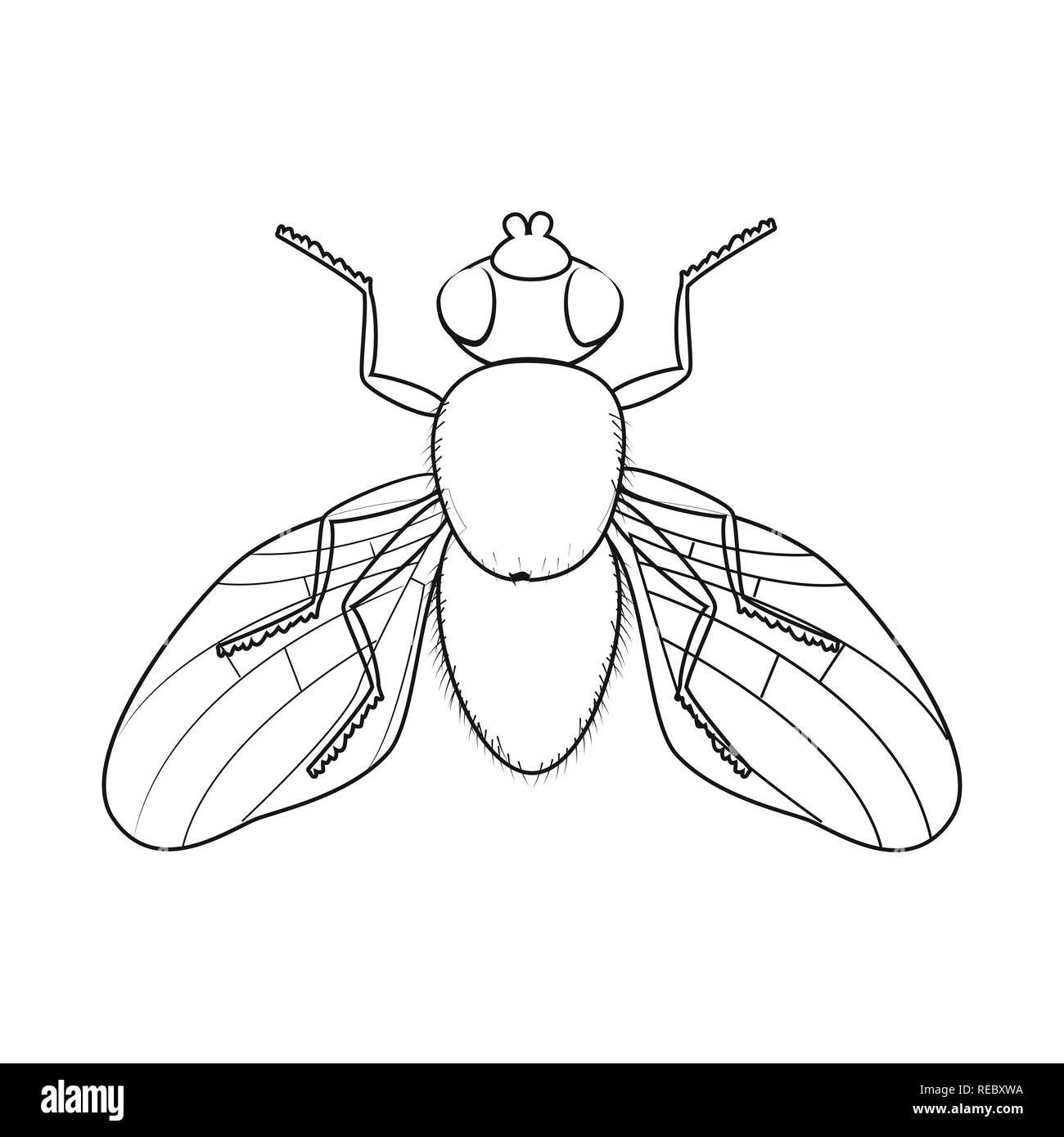 fly,insect,pest,control,stop,wings,insecticide,killer,wildlife,summer ...