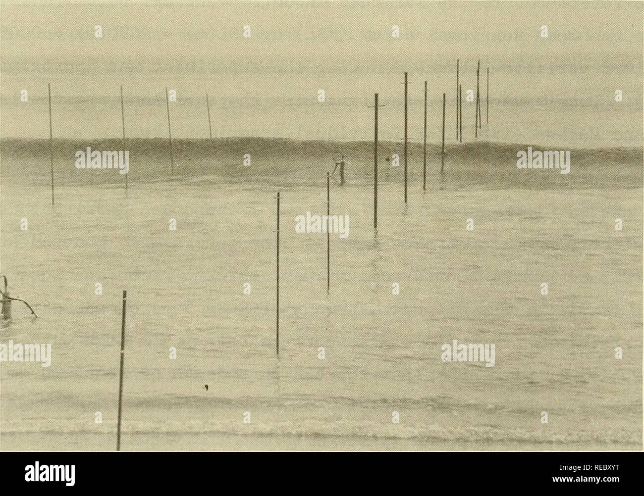 . DUCK85 surf zone sand transport experiment. Banks (Oceanography ...