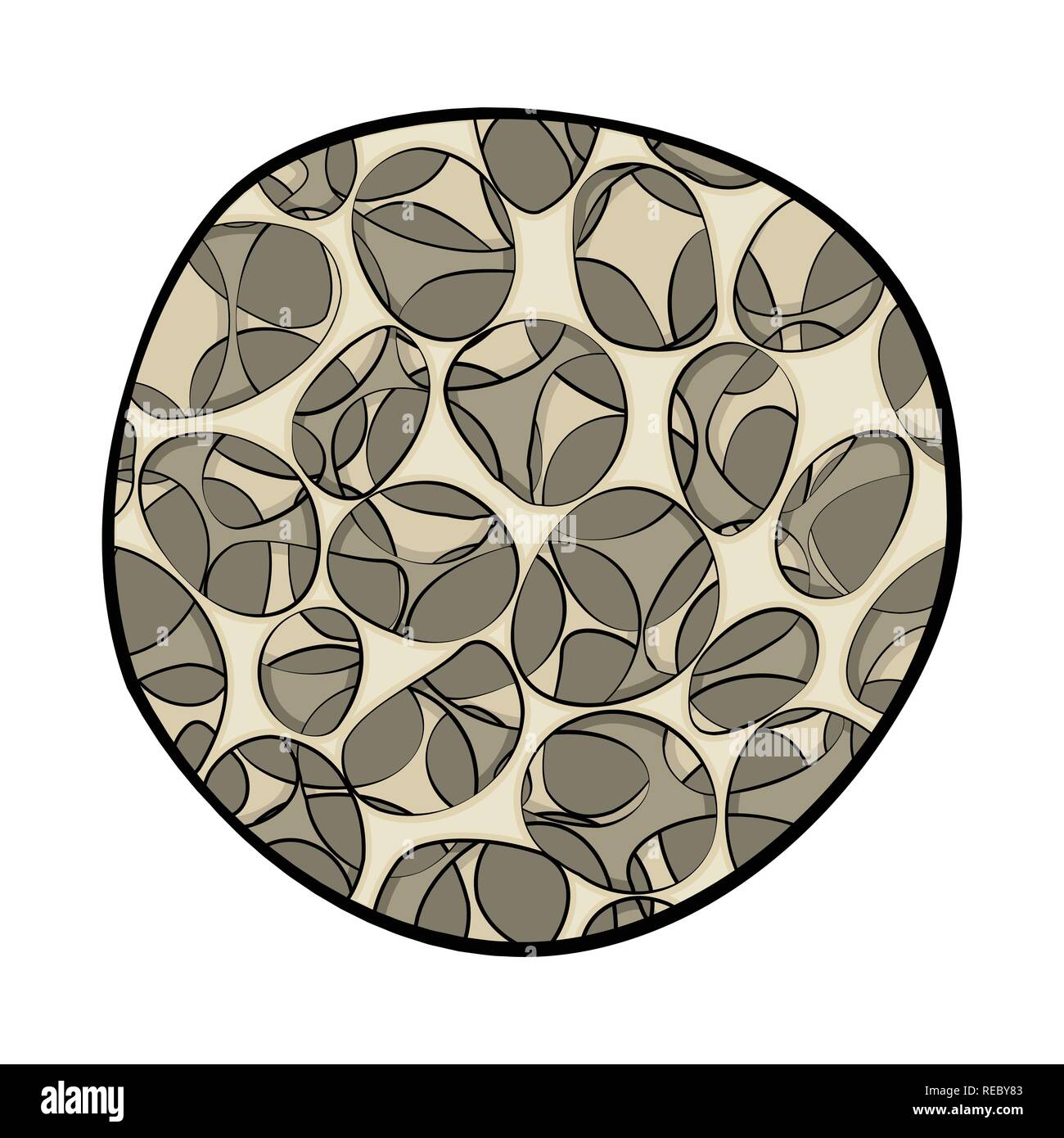 osteoporosis,cell,tissue,connective,cartilage,structure,musculoskeletal ...