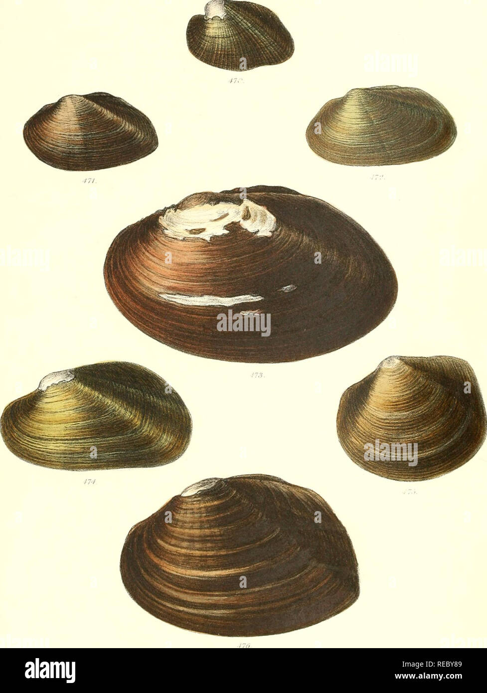 . Conchologia iconica, or, Illustrations of the shells of molluscous ...