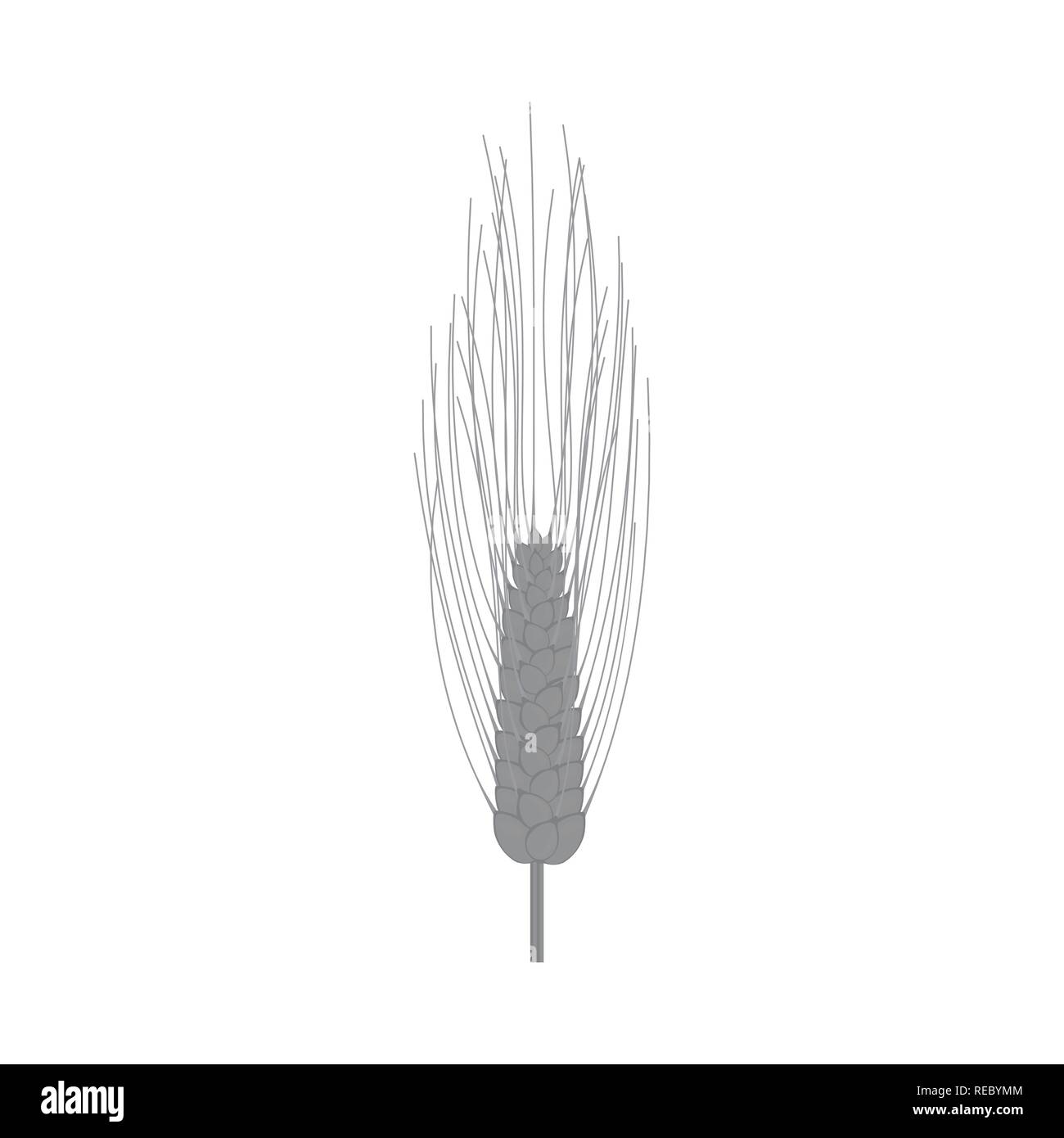 barley,winter,spring,spike,durum,crop,green,gold,wheat,corn,grain ...