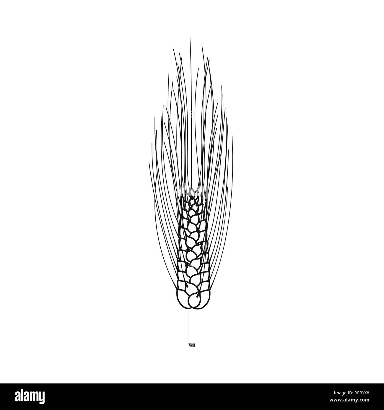 barley,winter,spring,spike,durum,crop,green,gold,wheat,corn,grain ...