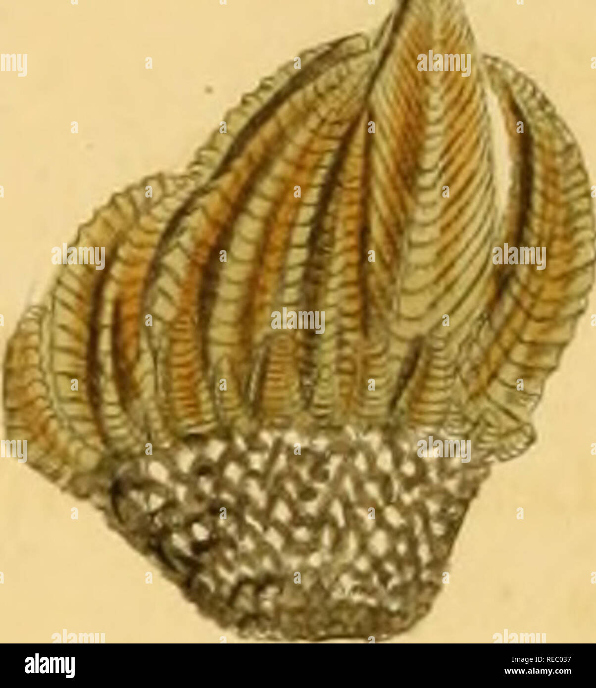 . Conchologia systematica, or Complete system of conchology: in which ...