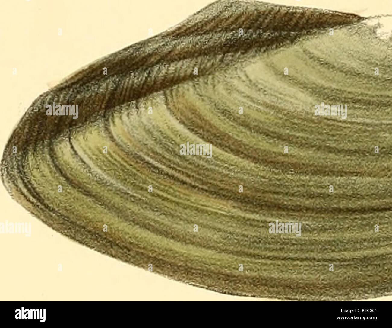 . Conchologia iconica, or, Illustrations of the shells of molluscous ...