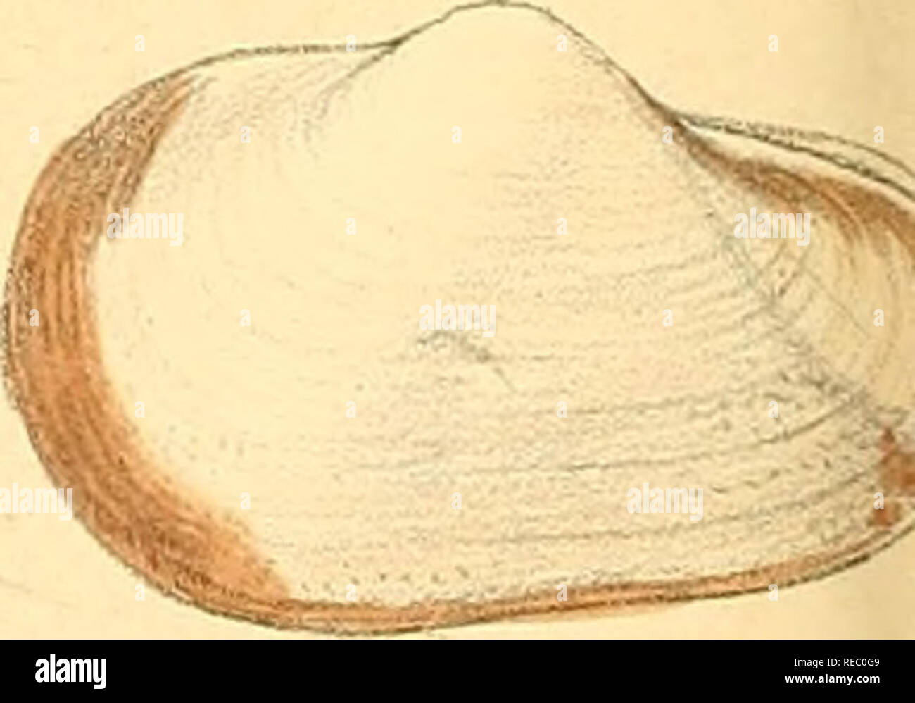 . Conchologia iconica, or, Illustrations of the shells of molluscous ...