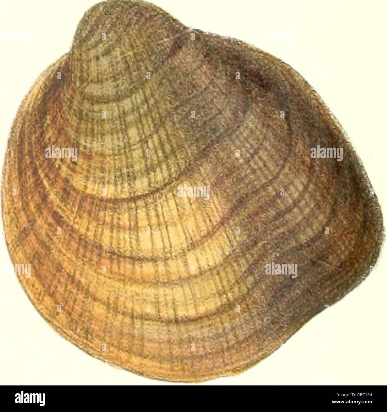 . Conchologia iconica, or, Illustrations of the shells of molluscous ...