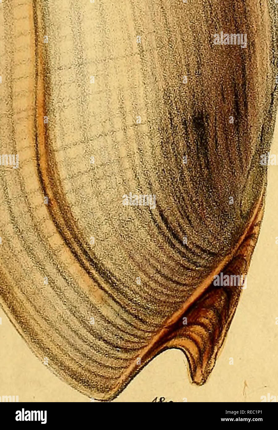 . Conchologia iconica, or, Illustrations of the shells of molluscous ...