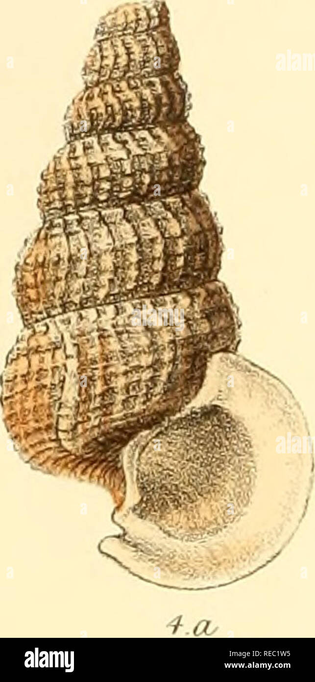 . Conchologia iconica, or, Illustrations of the shells of molluscous ...
