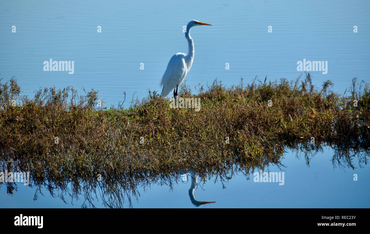 Black and white egret standing in water hi-res stock photography and ...