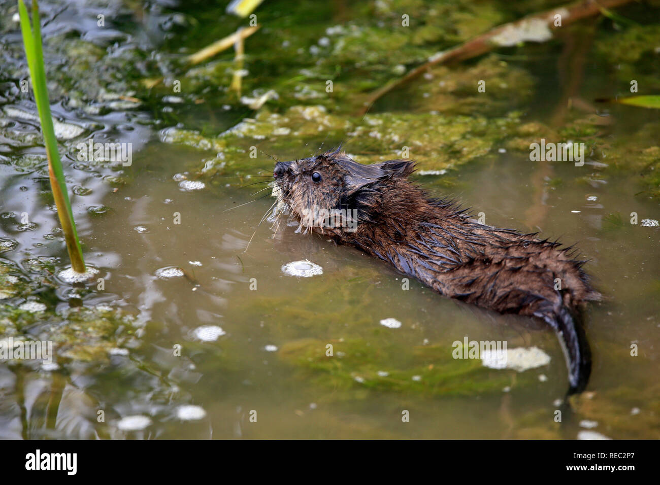 Muskrat muskrats hi-res stock photography and images - Alamy