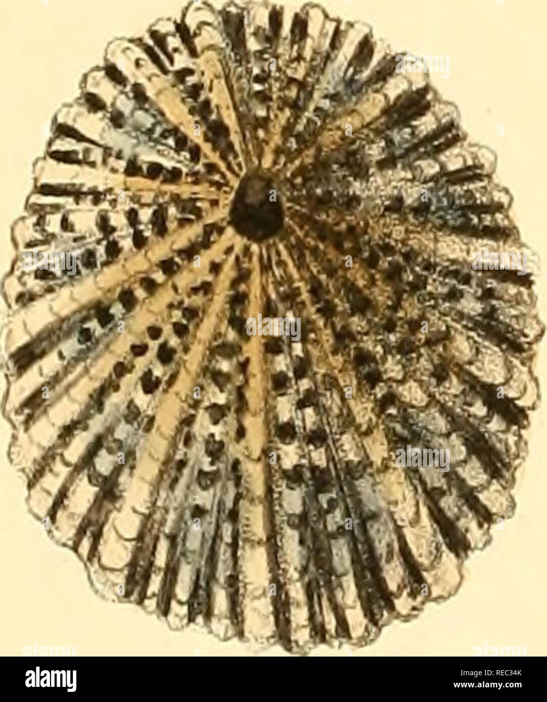 . Conchologia iconica, or, Illustrations of the shells of molluscous ...